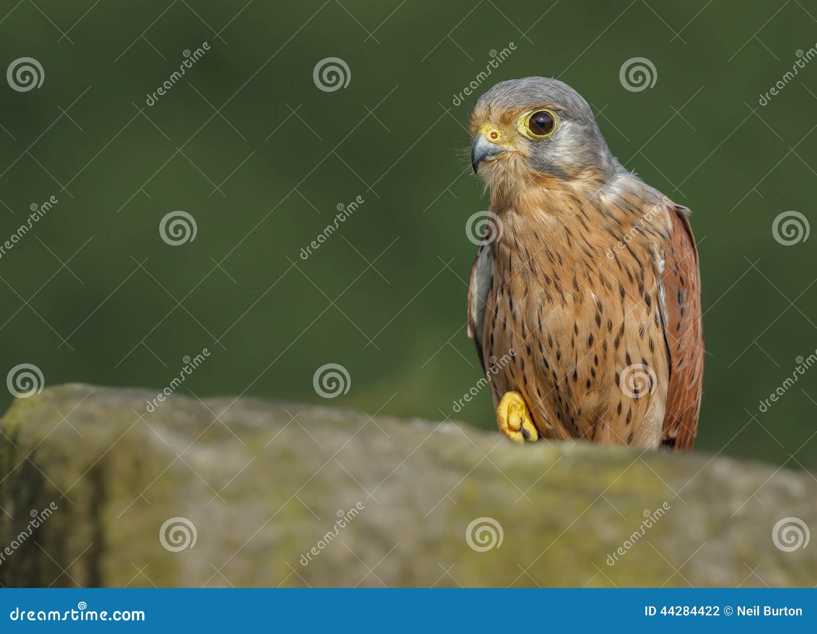 Common Kestrel Perched on a Wall Stock Photo - Image of beak, eurasian ...
