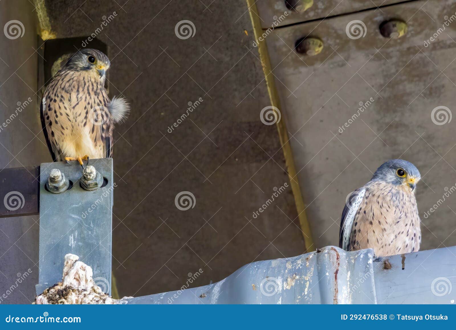 Common Kestrel Perching on an Iron Frame Under Expressway Overpass ...