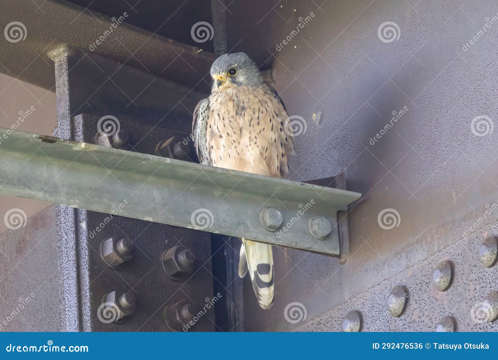 Common Kestrel Perching on an Iron Frame Under Expressway Overpass ...