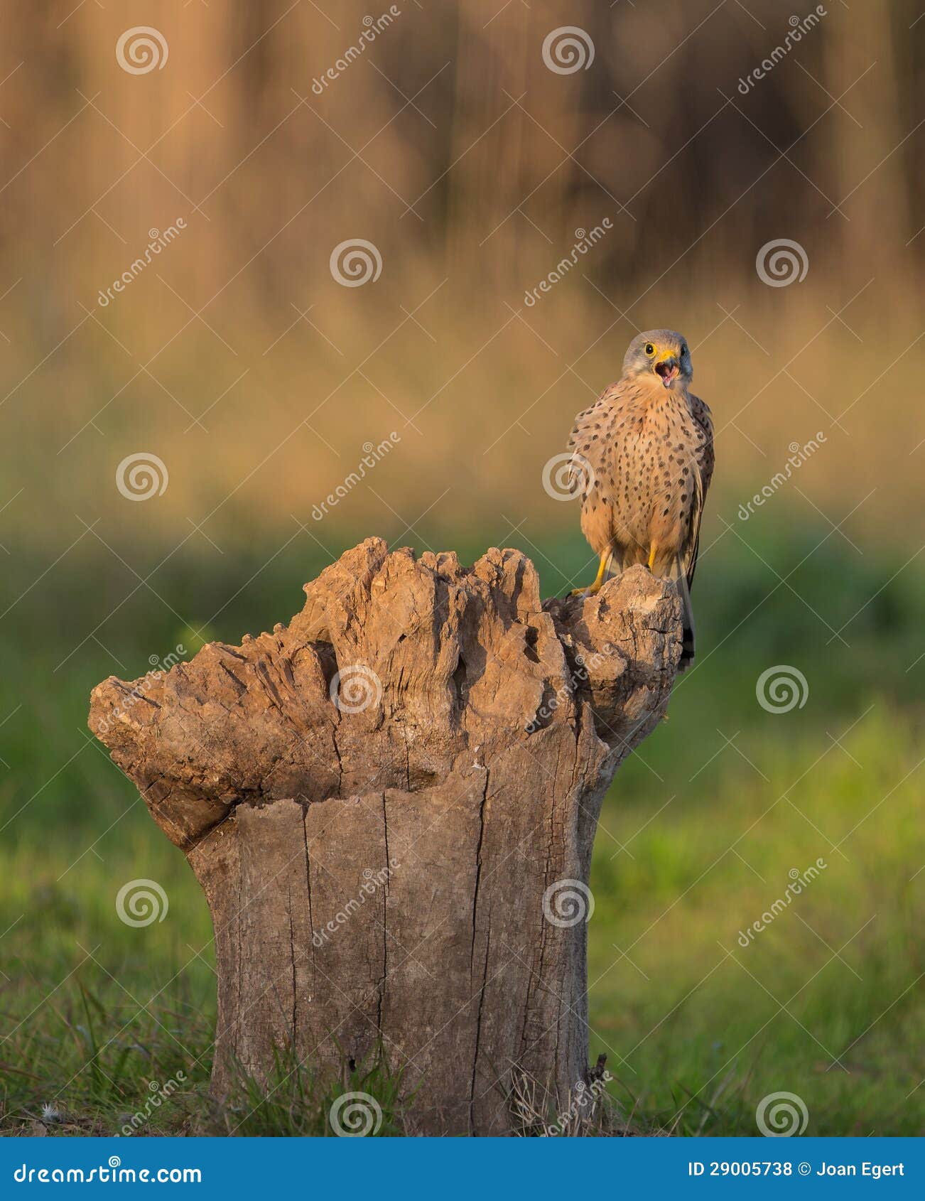 Common Kestrel shouting stock photo. Image of colour - 29005738