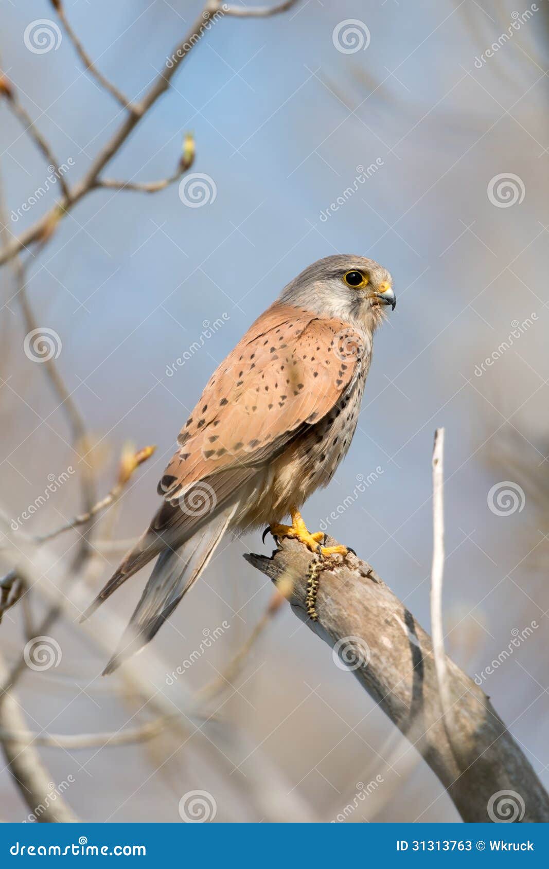 Common Kestrel stock image. Image of prey, tree, passage - 31313763