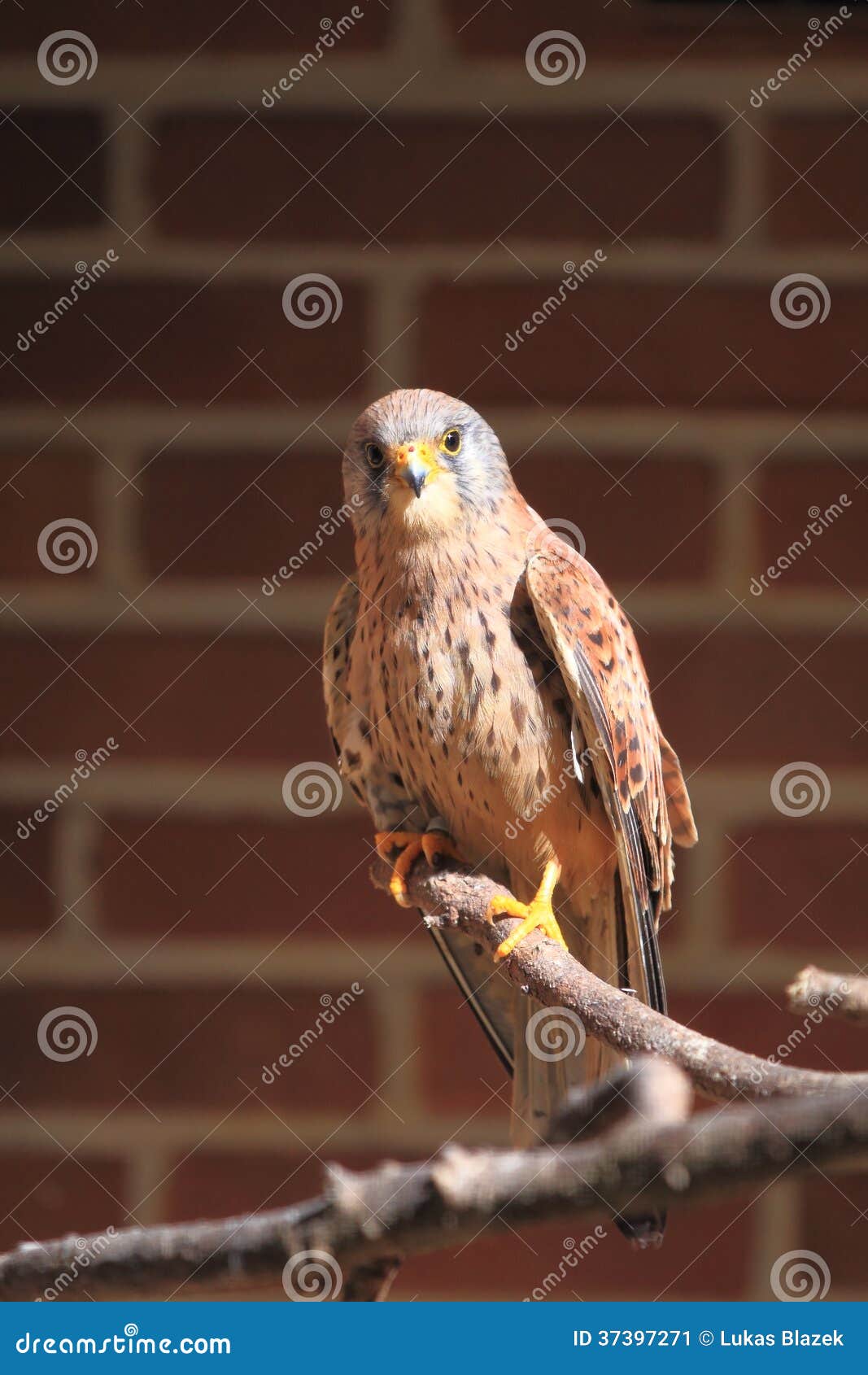 Common kestrel stock image. Image of common, european - 37397271