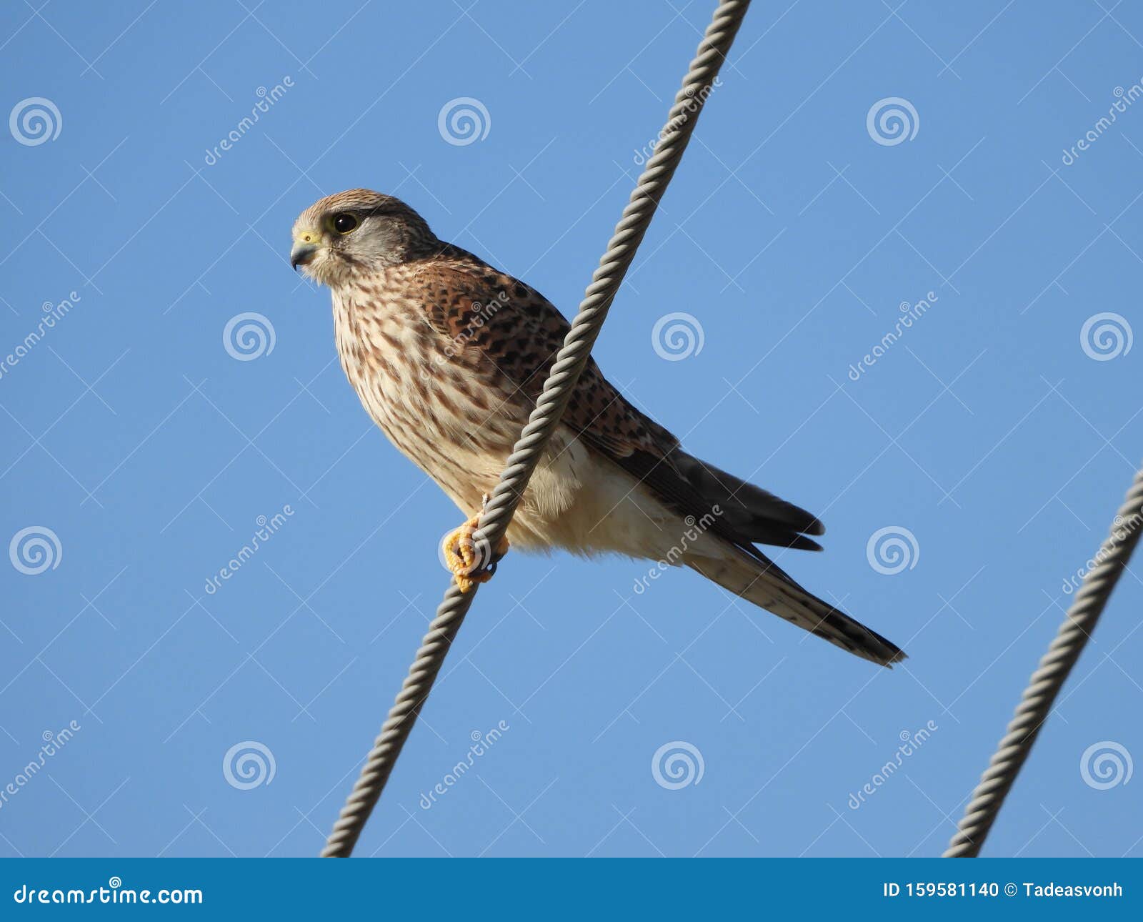 Common Kestrel Sitting on a Wire 2 Stock Photo - Image of sitting ...
