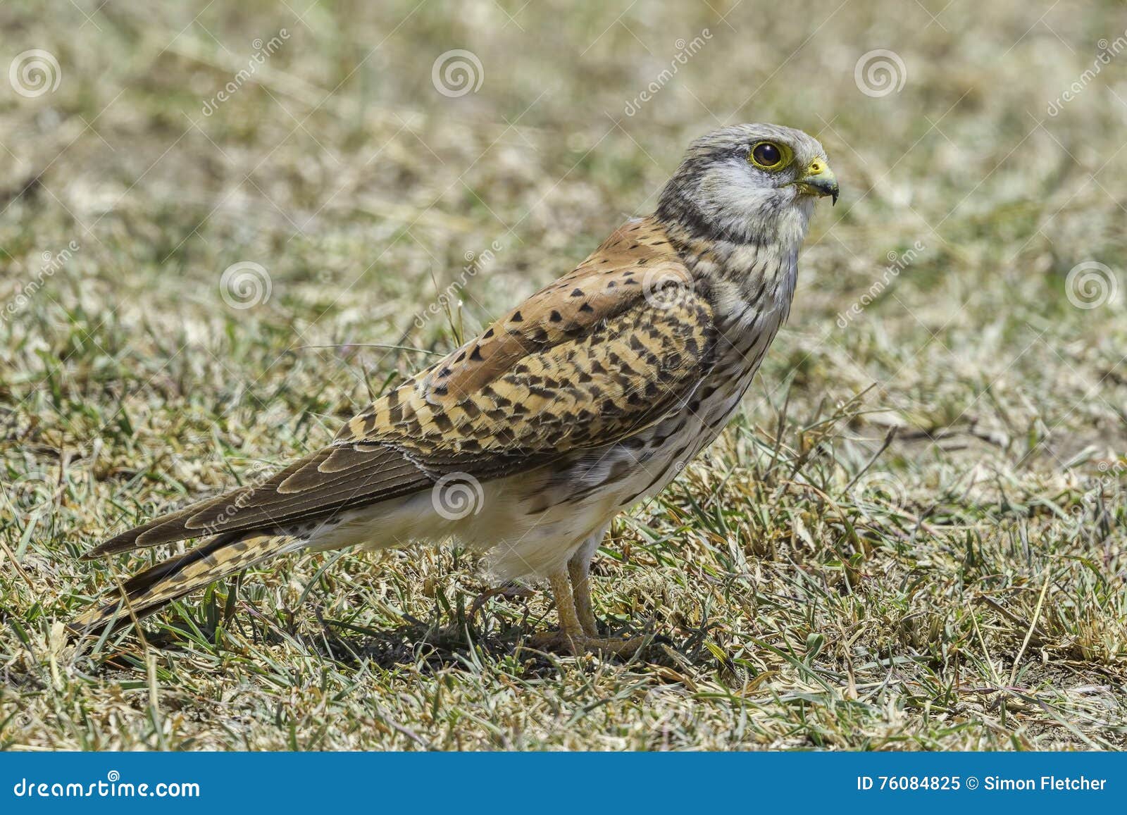 Common Kestrel, Standing stock image. Image of buff, blue - 76084825