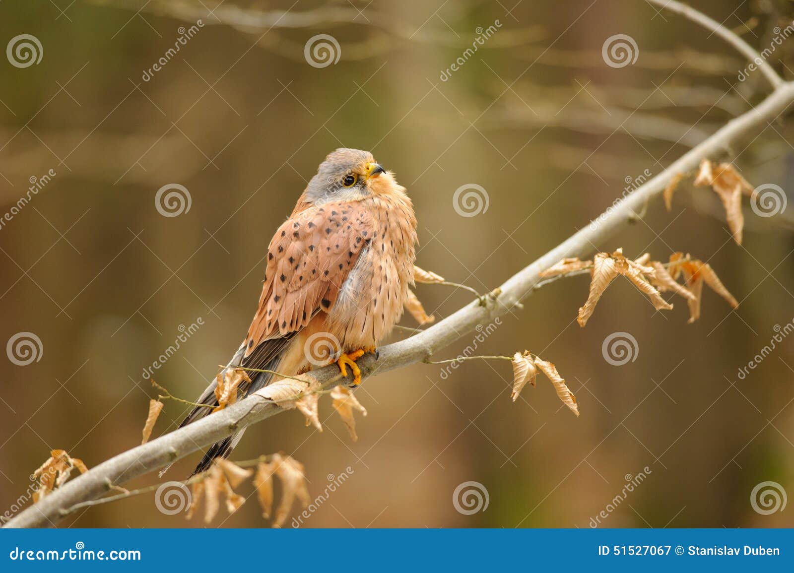 Common kestrel stock image. Image of raptor, feathers - 51527067