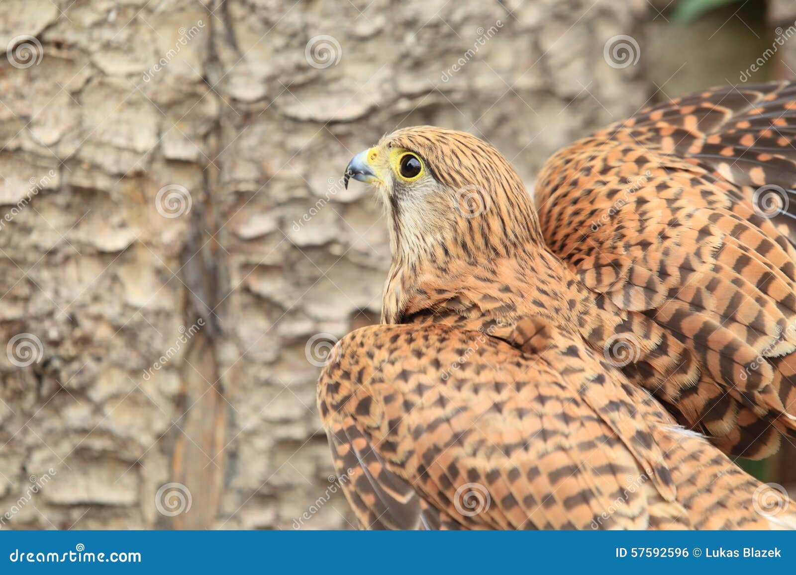 Common kestrel stock photo. Image of world, nature, tinnunculus - 57592596