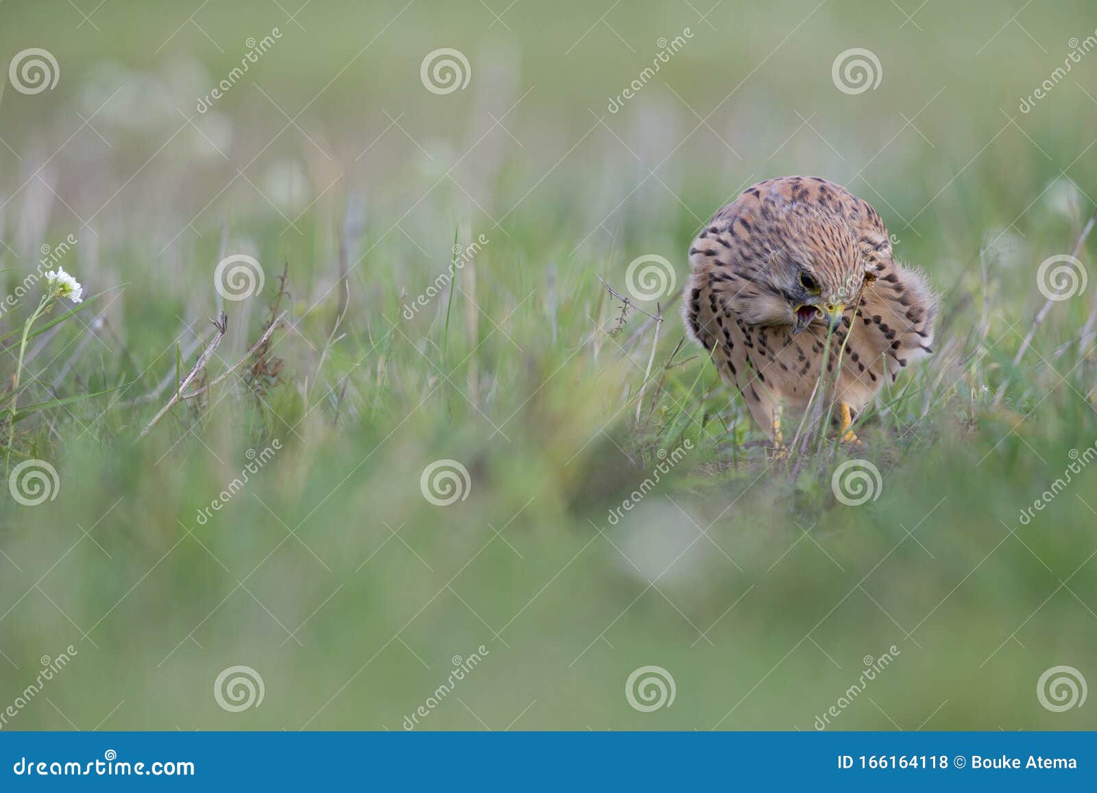 A Common Kestrel Viewed from a Low Angle Coughing Up a Pellet in the ...