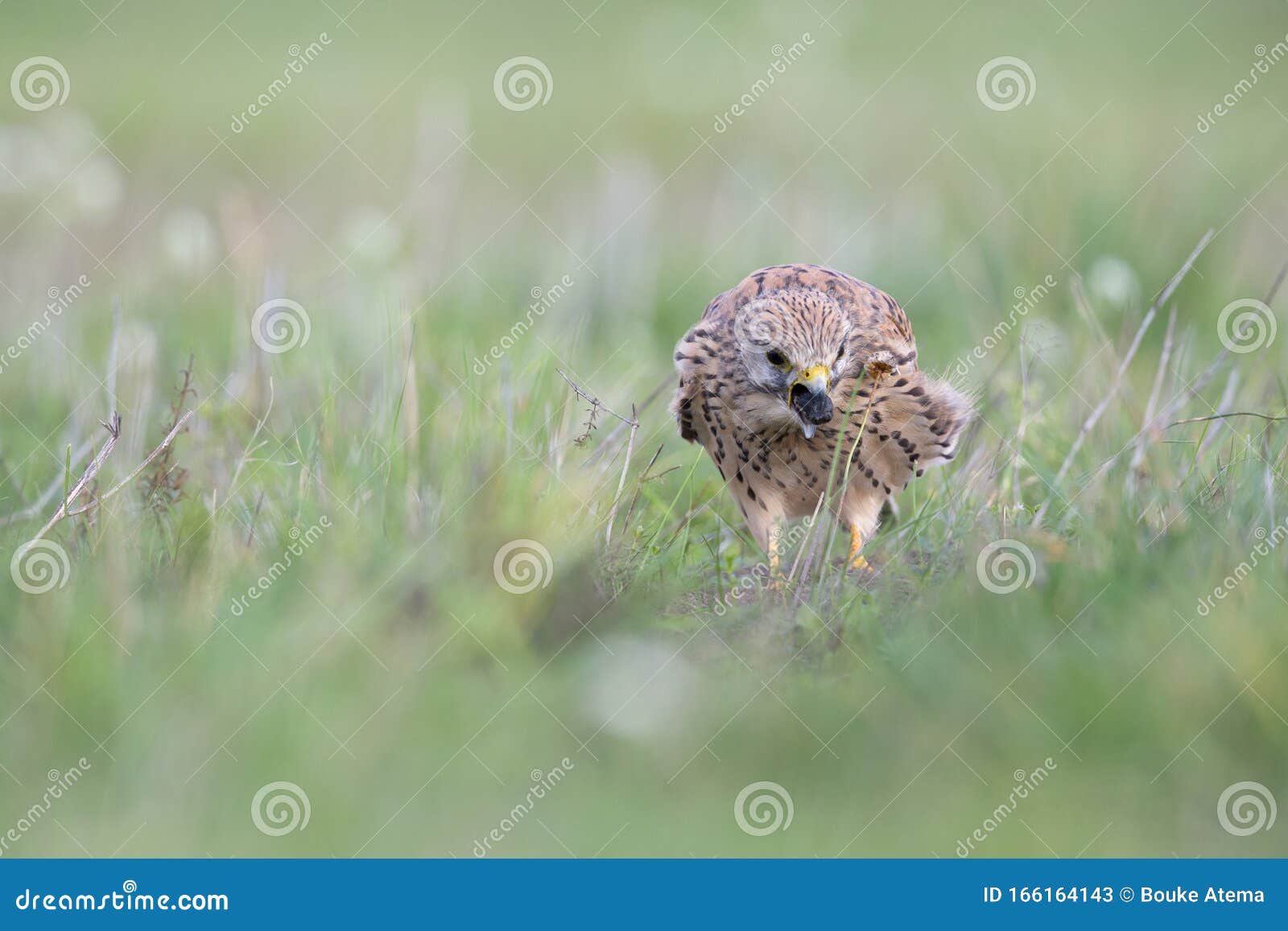 A Common Kestrel Viewed from a Low Angle Coughing Up a Pellet in the ...