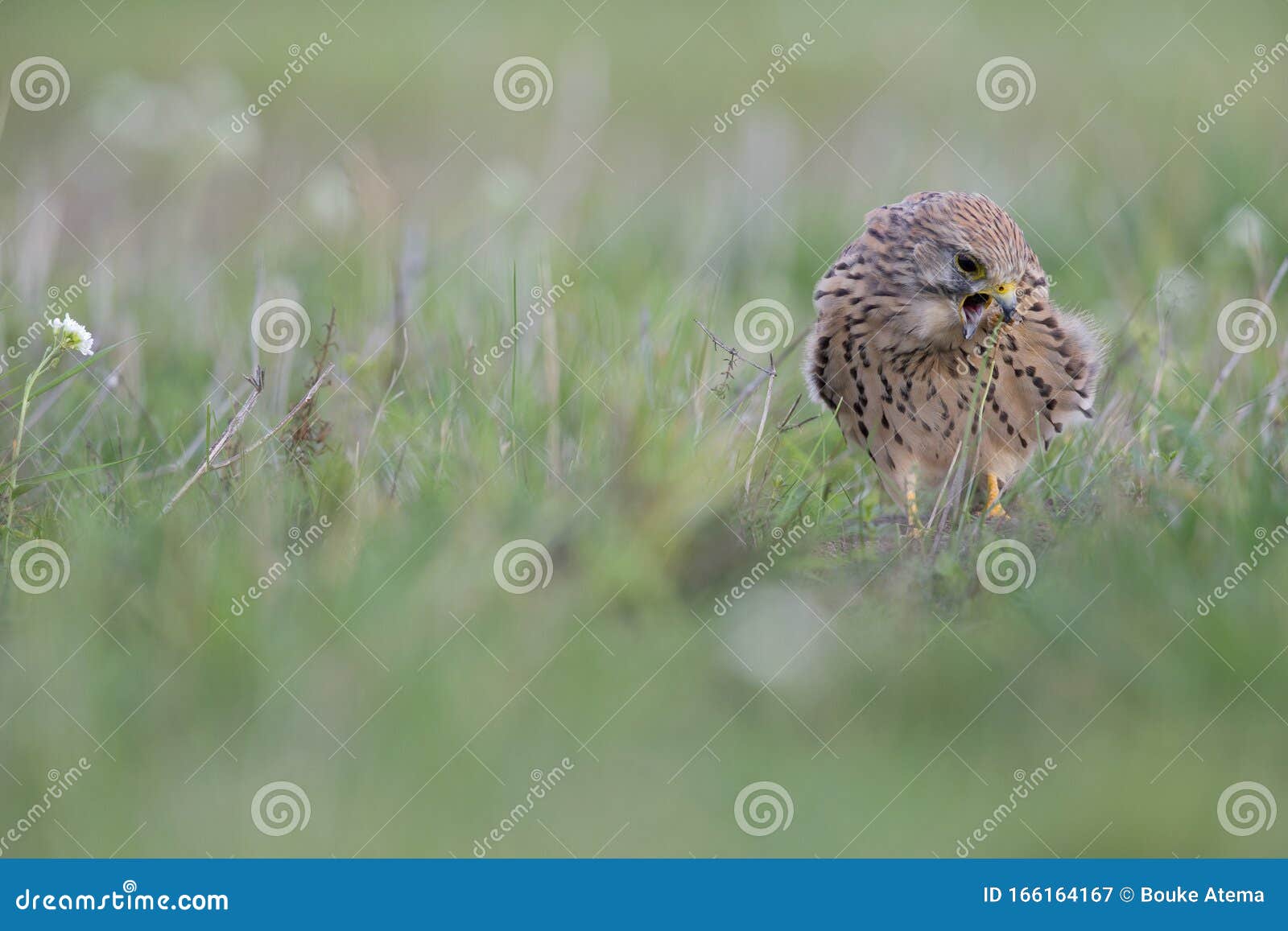 A Common Kestrel Viewed from a Low Angle Coughing Up a Pellet in the ...