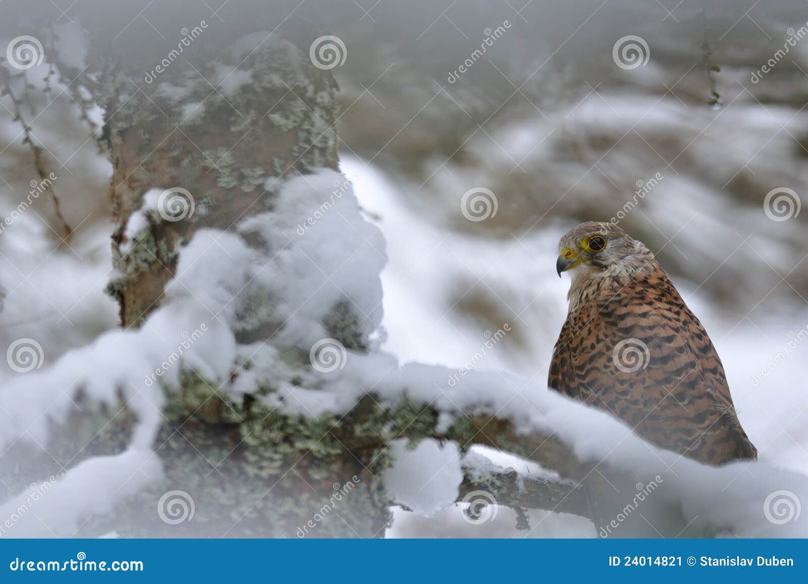 Common Kestrel in winter stock image. Image of closeup - 24014821