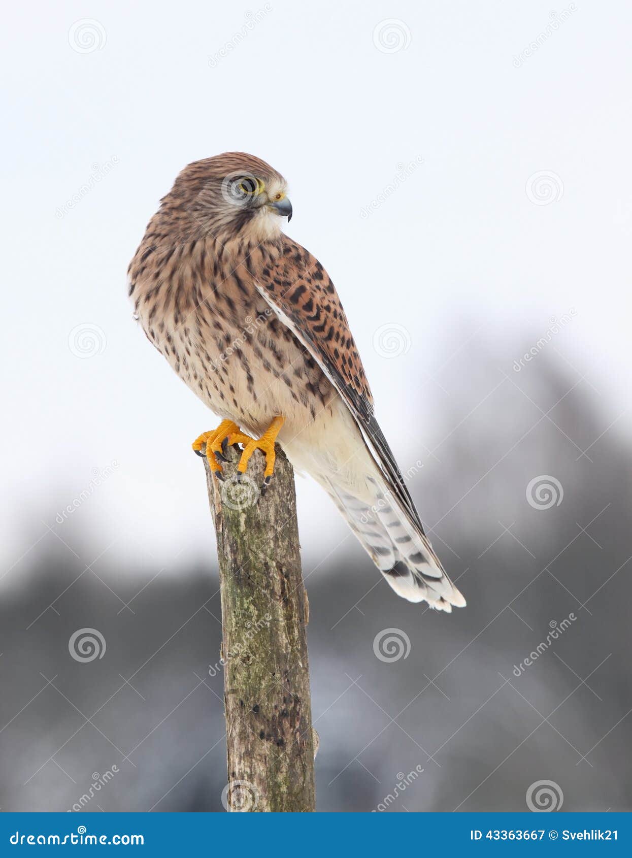Common kestrel in winter stock image. Image of pole, bird - 43363667