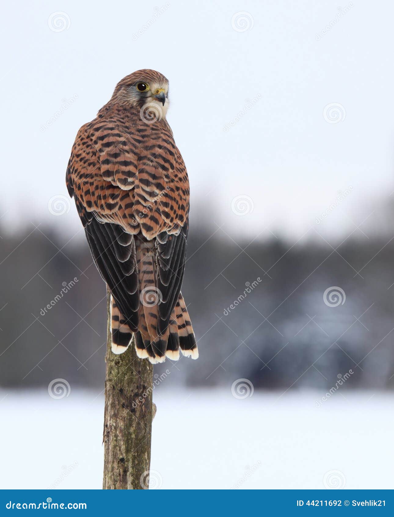 Common kestrel in winter stock photo. Image of pole, beak - 44211692