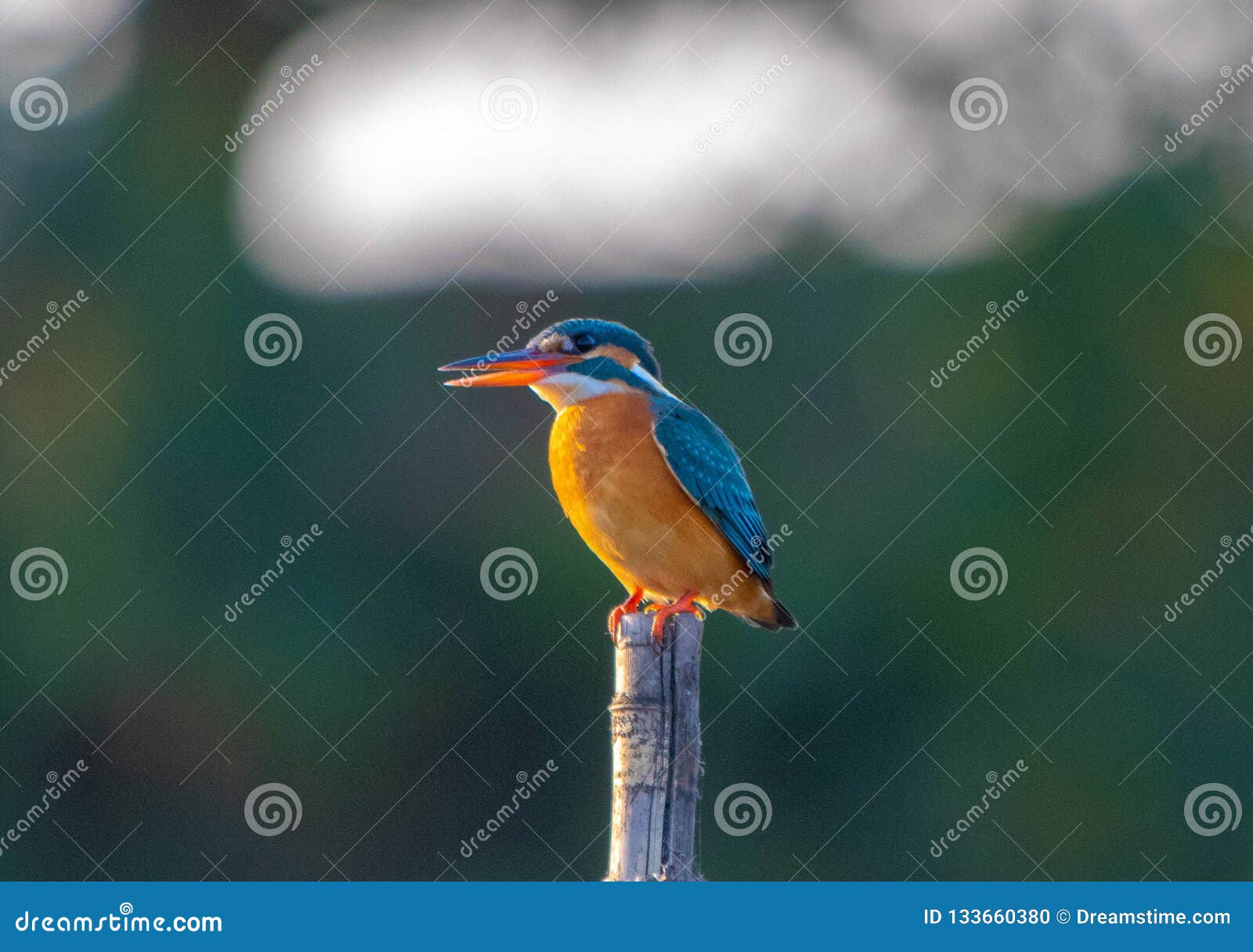 The common king fisher stock photo. Image of waiting - 133660380