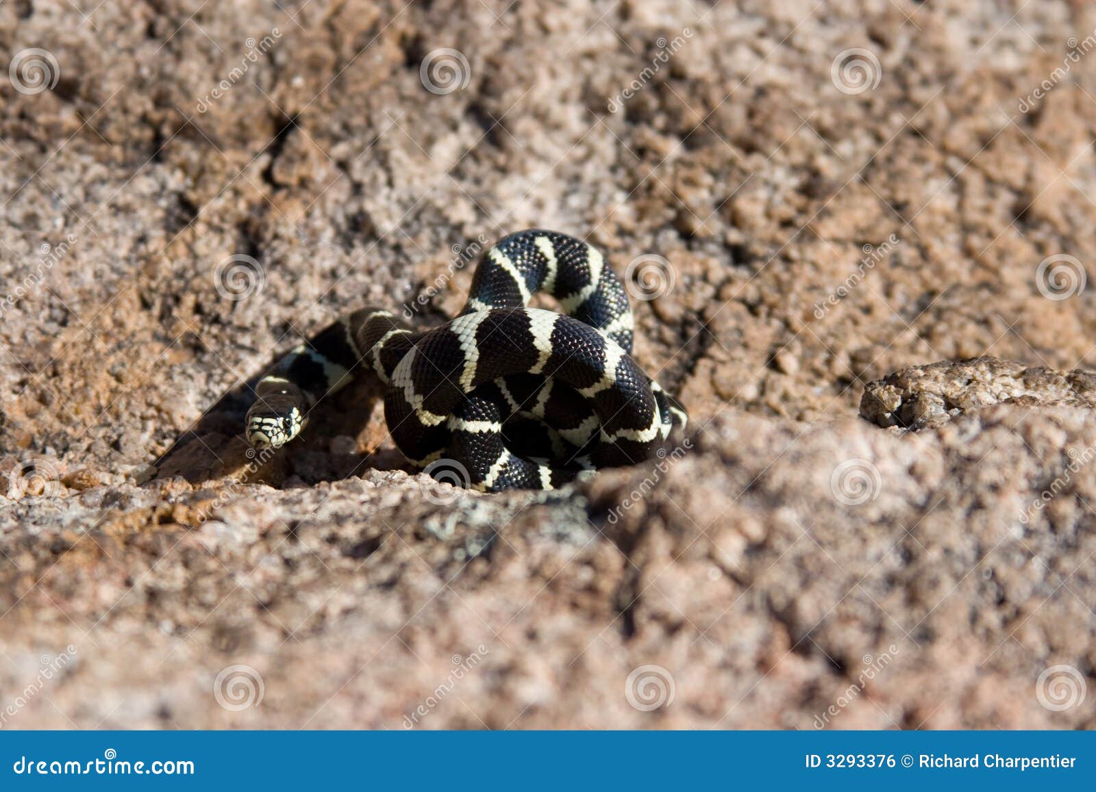 Common King Snake stock photo. Image of knotted, coil - 3293376