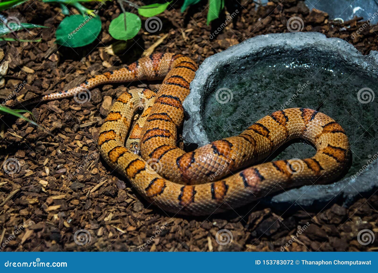 Common King Snake in the Jungle Stock Photo - Image of reptiles, danger ...