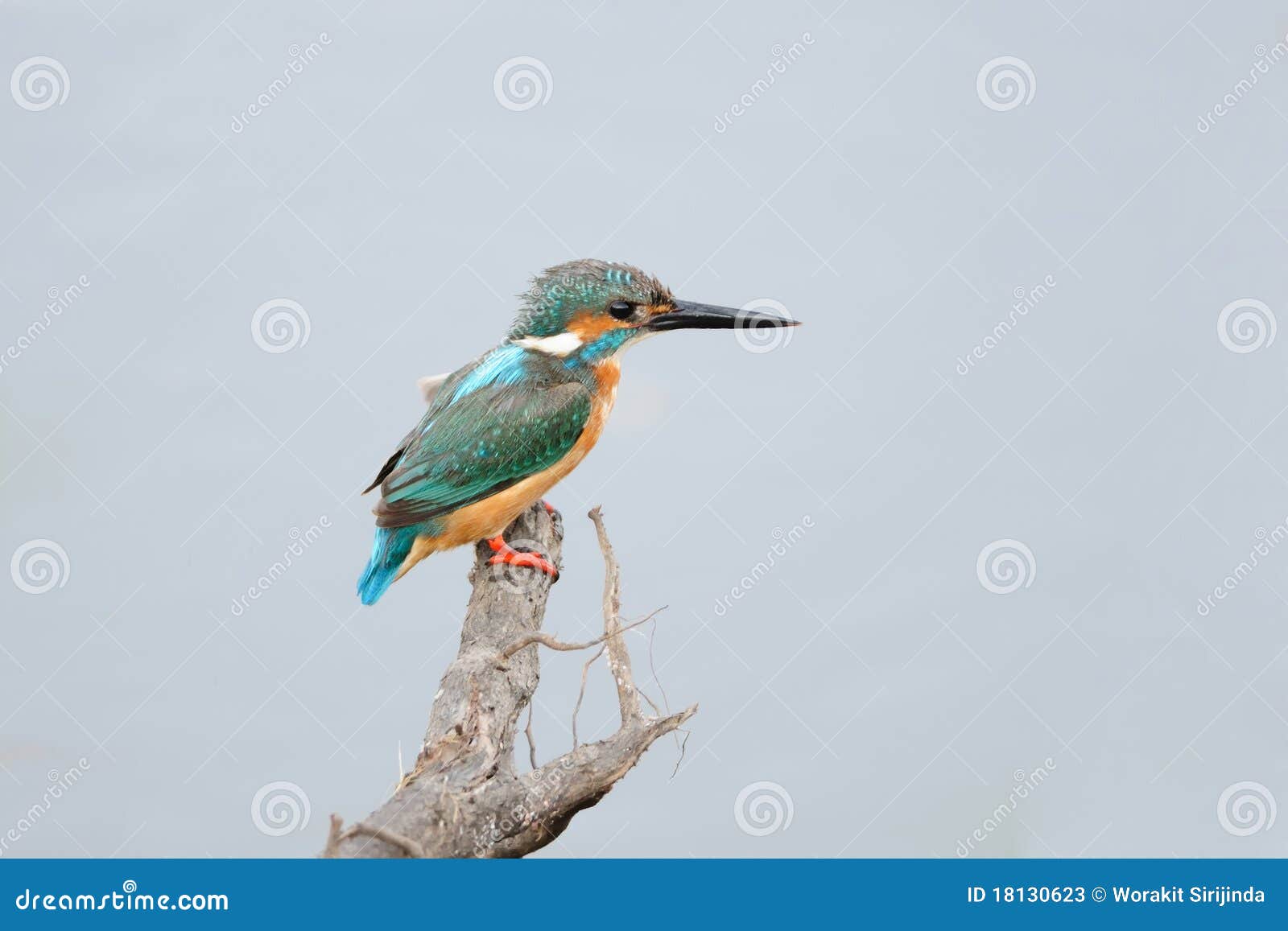 Common Kingfisher (Alcedo Attis) Male Preening Stock Image ...