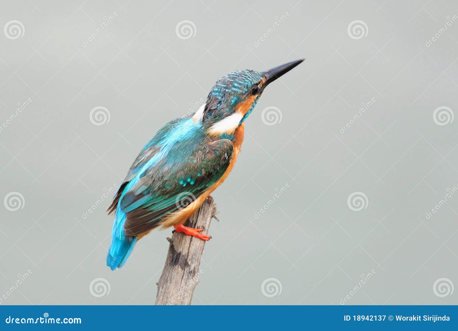 Common Kingfisher (Alcedo Attis) Male Preening Stock Image ...