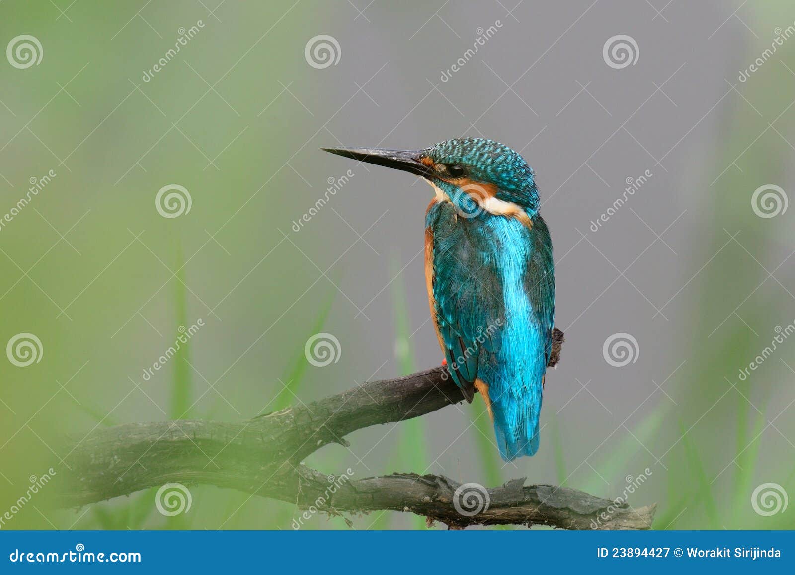 Common Kingfisher (Alcedo Attis) Male Preening Stock Image ...