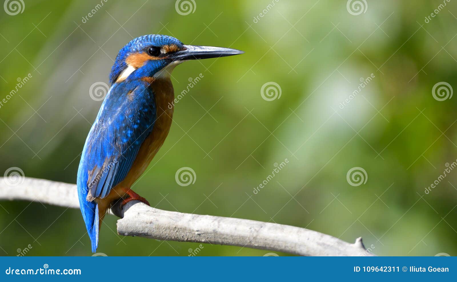 Common Kingfisher & X28;Alcedo Athis& X29; Stock Image - Image of ...