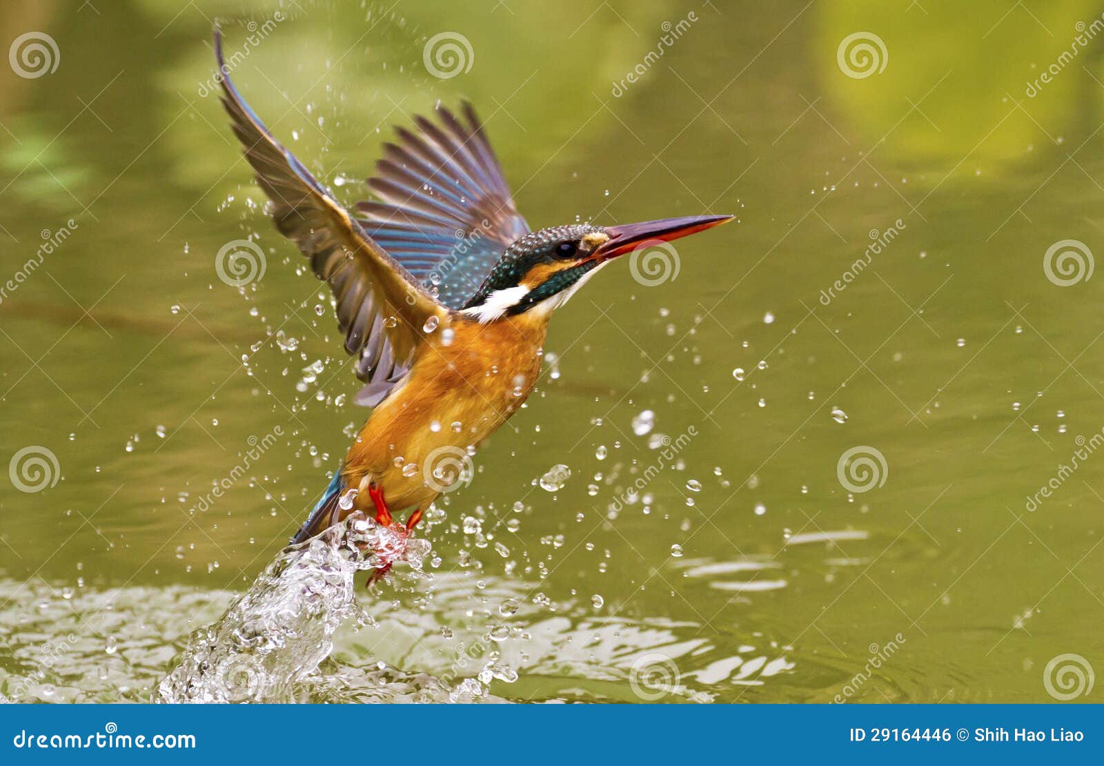 Common Kingfisher,Alcedo Atthis Stock Photo - Image of feather, bright ...