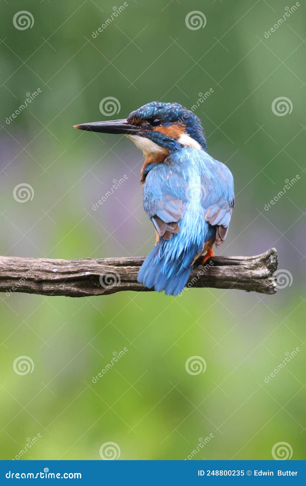 The Common Kingfisher Alcedo Atthis Stock Image - Image of outdoor ...