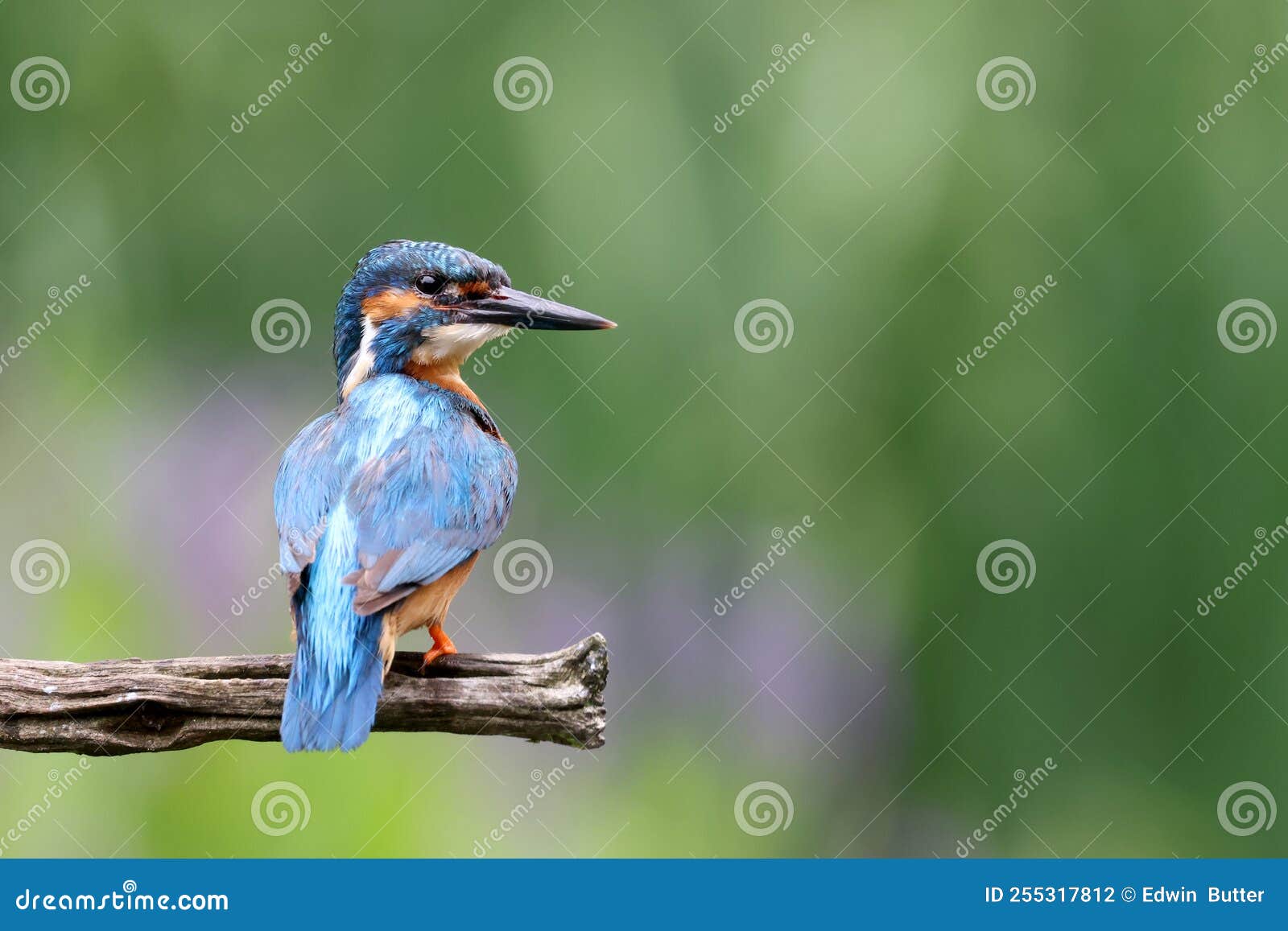 The Common Kingfisher, Alcedo Atthis Stock Photo - Image of alcedo ...