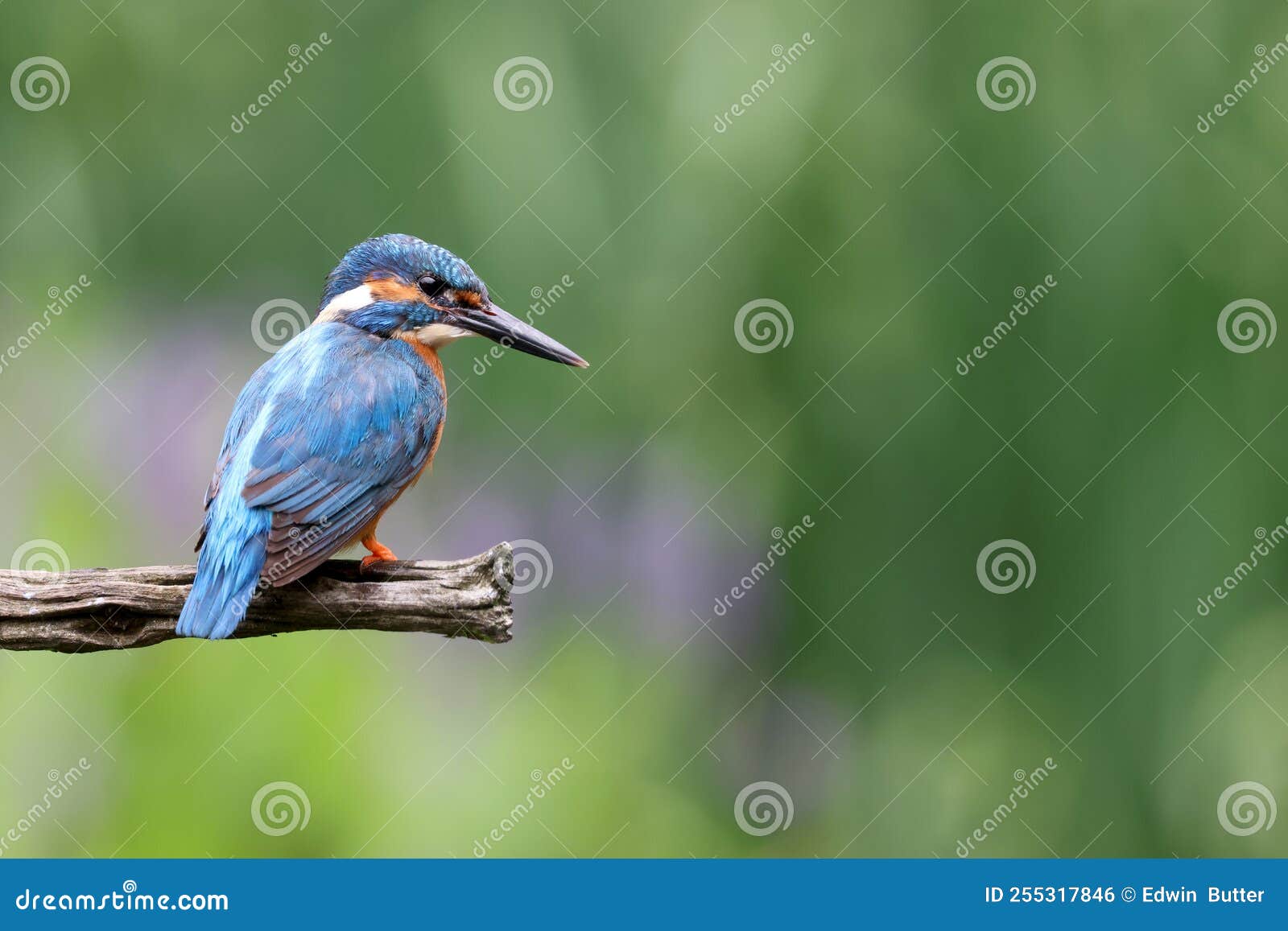The Common Kingfisher, Alcedo Atthis Stock Photo - Image of color ...