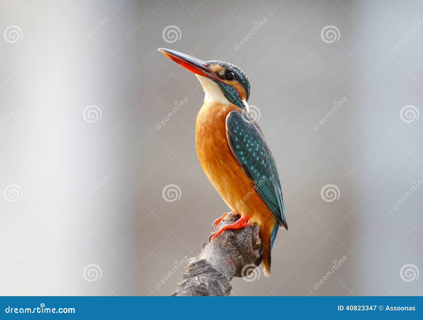 Common Kingfisher Alcedo Atthis Stock Image - Image of common, nature ...