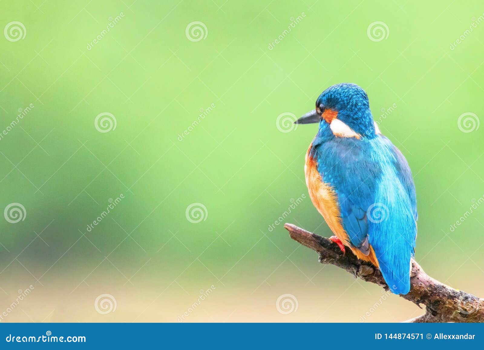 Common Kingfisher Alcedo Atthis Eurasian Kingfisher Bird Sitting on a ...