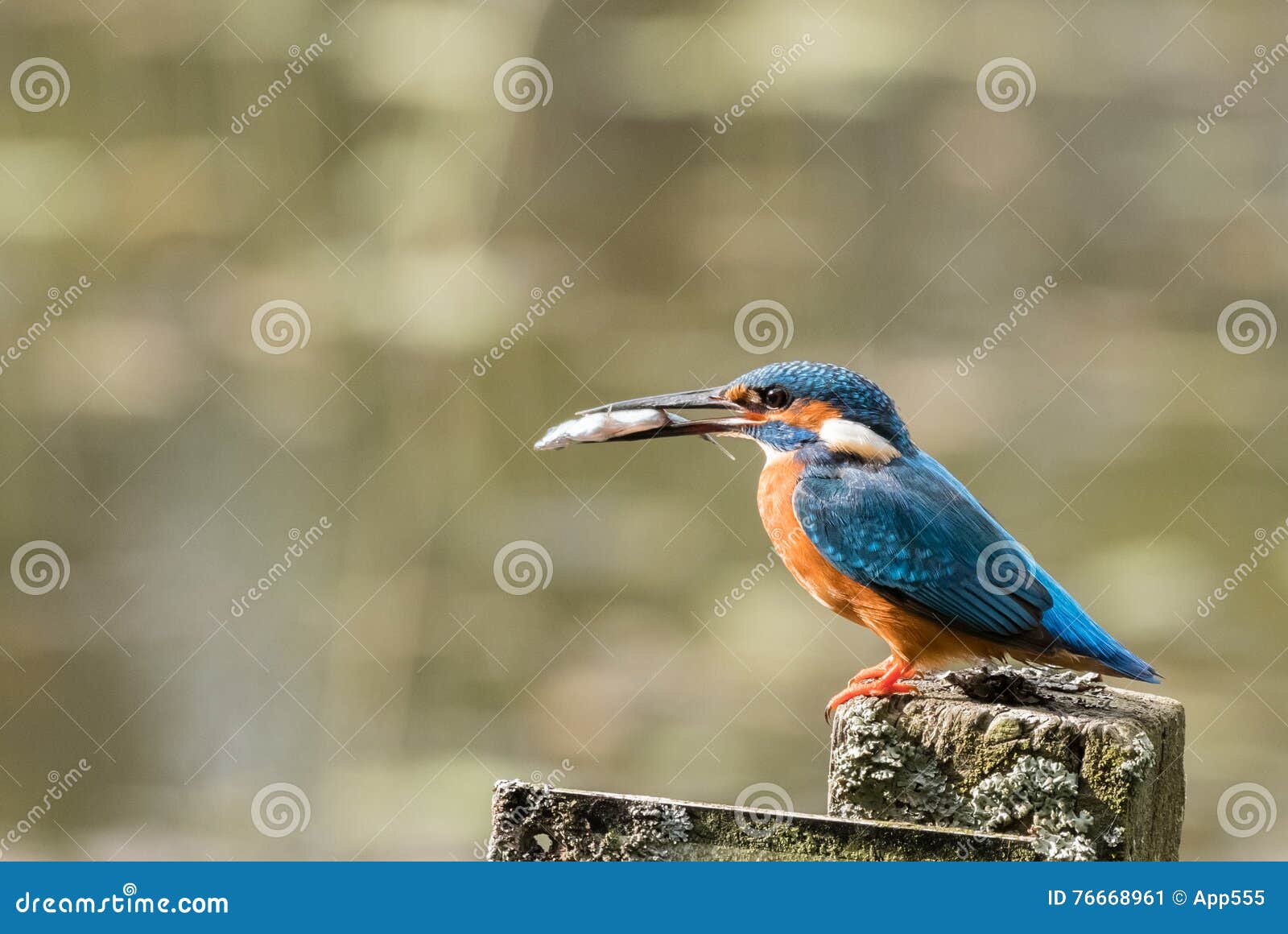 Common Kingfisher (Alcedo Attis) Male Preening Stock Image ...