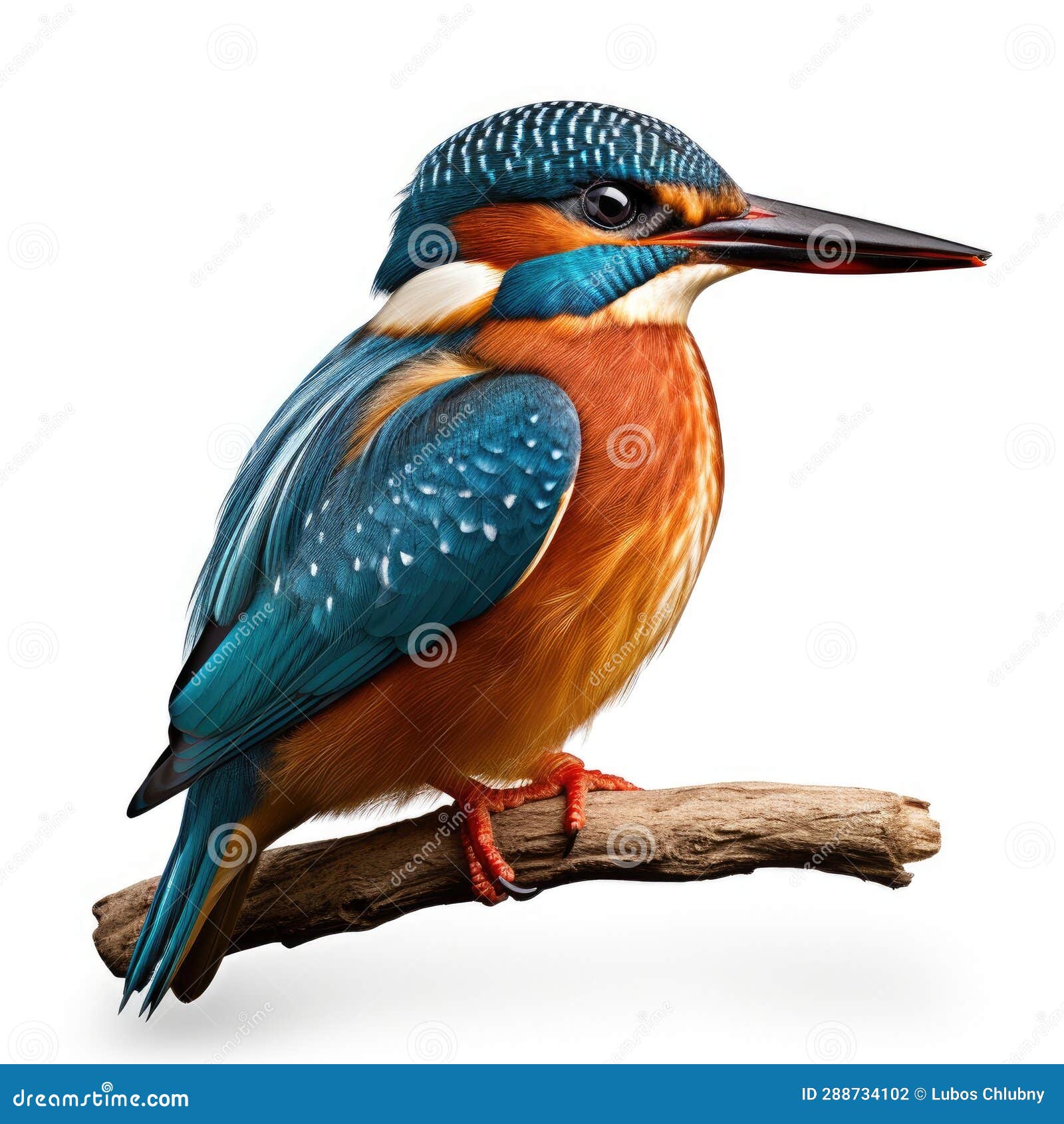 Common Kingfisher (Alcedo Atthis) Isolated on White Background Stock ...