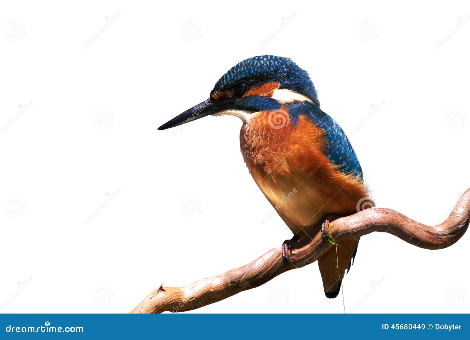 Common Kingfisher (Alcedo Atthis). Stock Image - Image of river ...