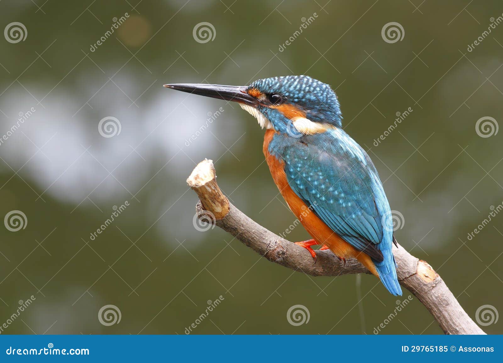 Common Kingfisher Alcedo Atthis Stock Image - Image of blue, bright ...