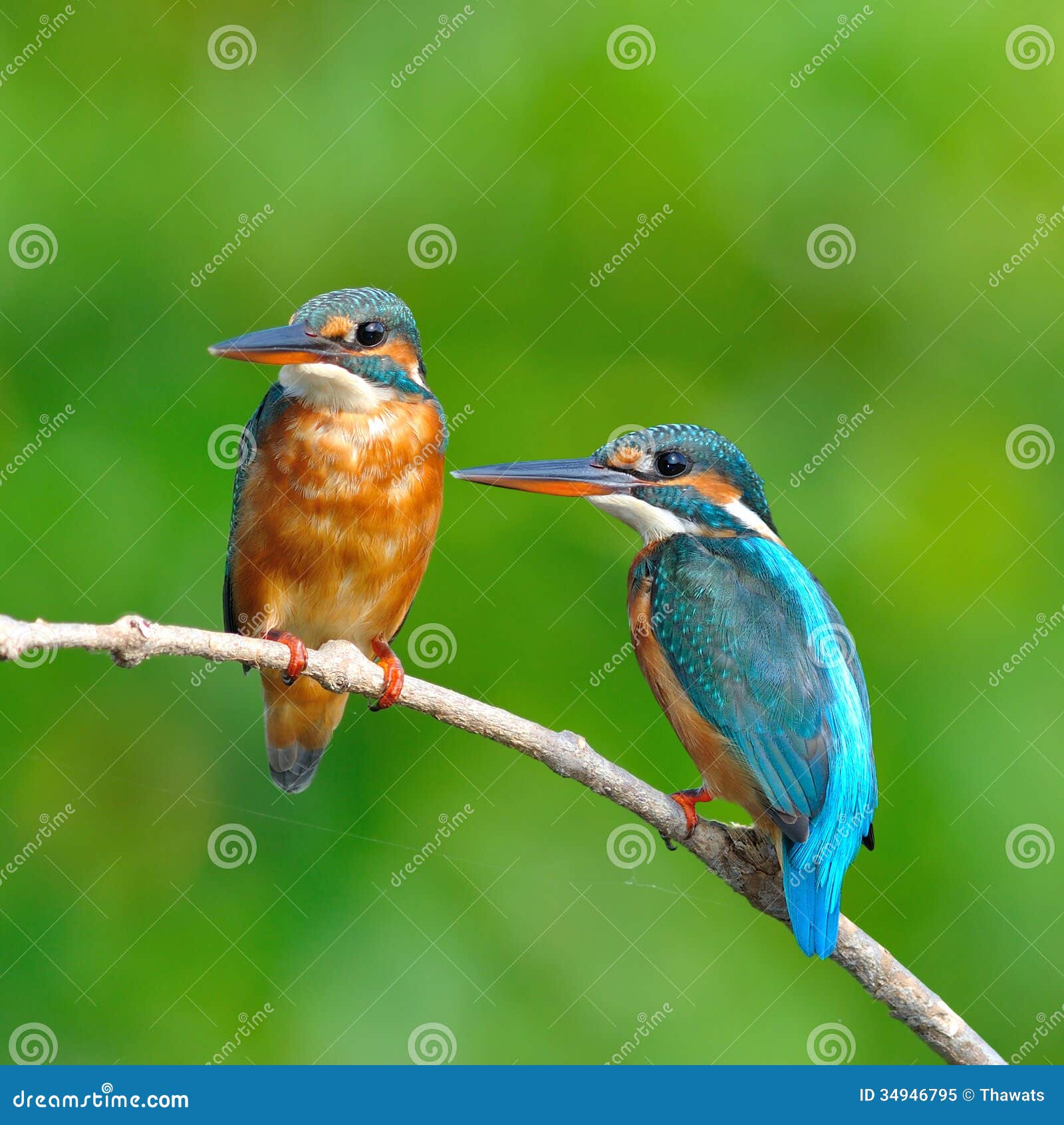 Common Kingfisher (Alcedo Attis) Male Preening Stock Image ...