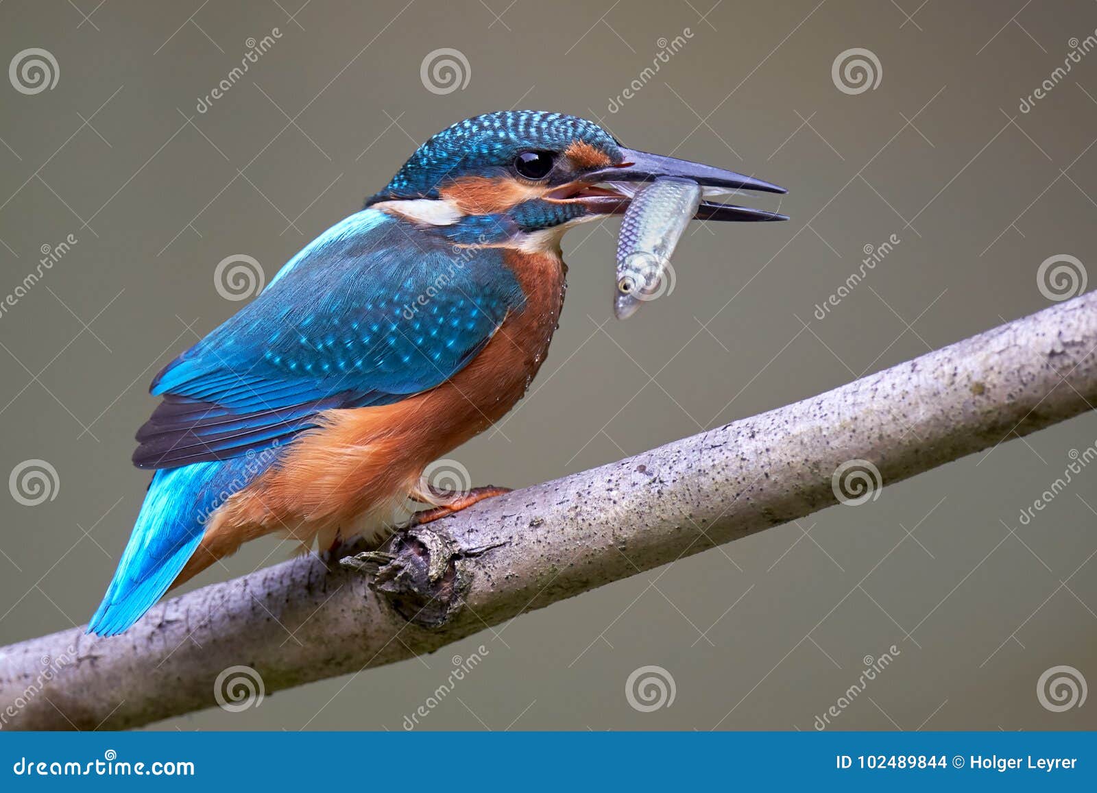 Common Kingfisher (Alcedo Attis) Male Preening Stock Image ...