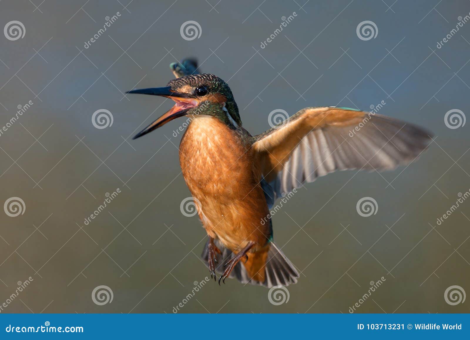 Common Kingfisher in Flight on a Beautiful Background Stock Image ...