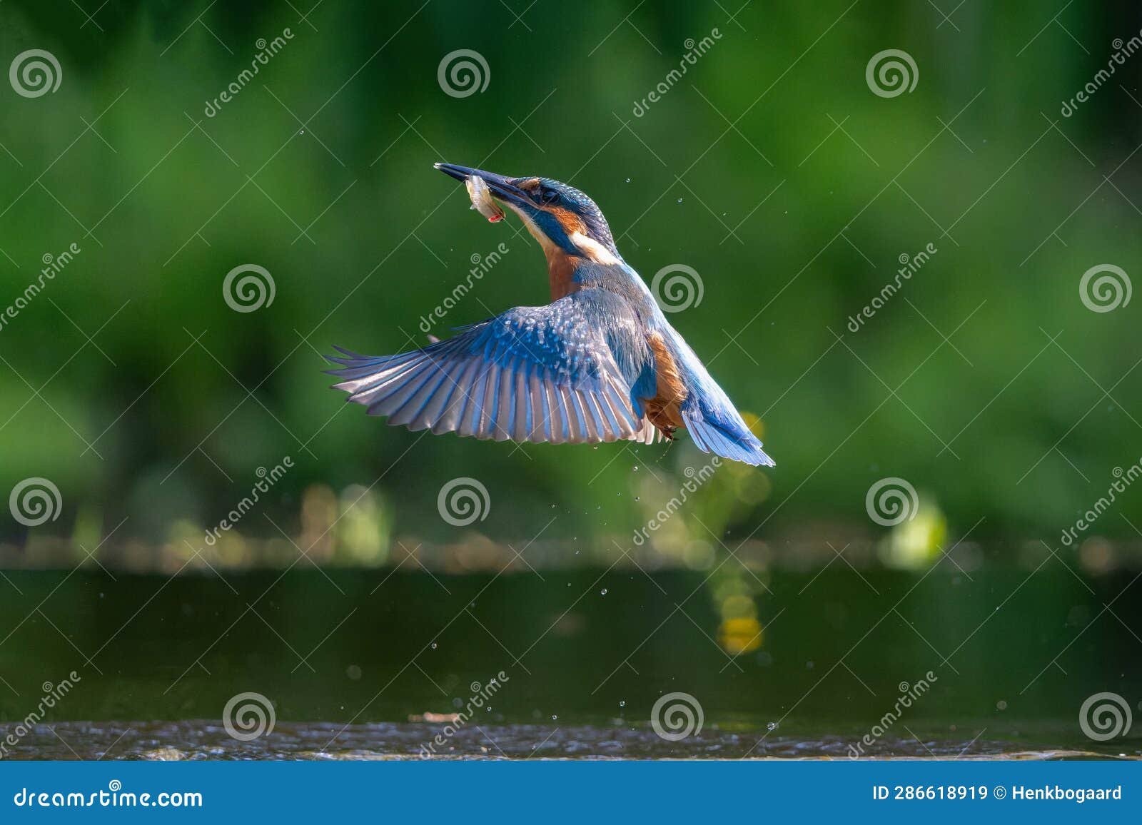 Common Kingfisher Flying and Diving Stock Image - Image of fish ...