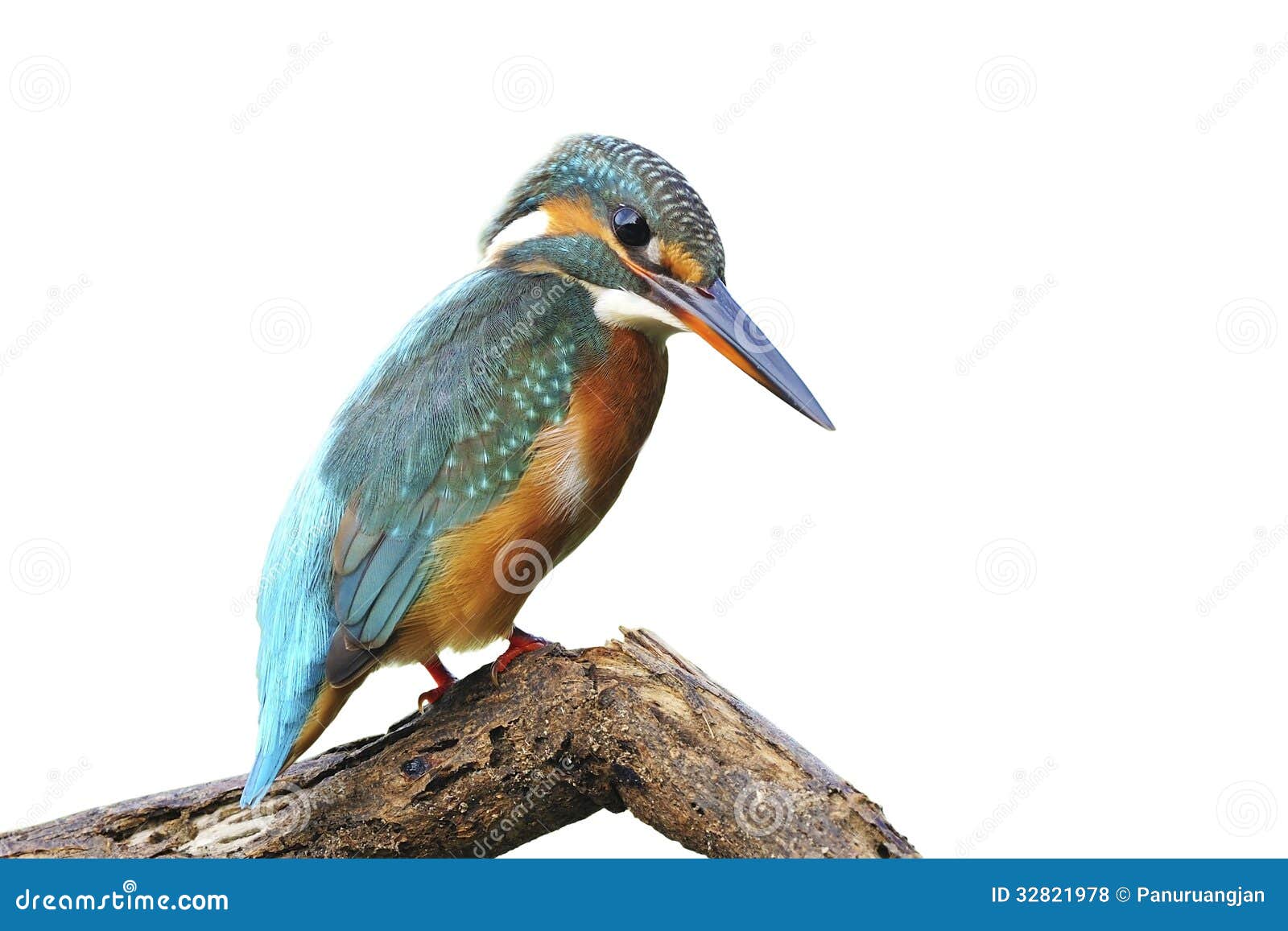 Common Kingfisher Royalty Free Stock Photos - Image: 32821978
