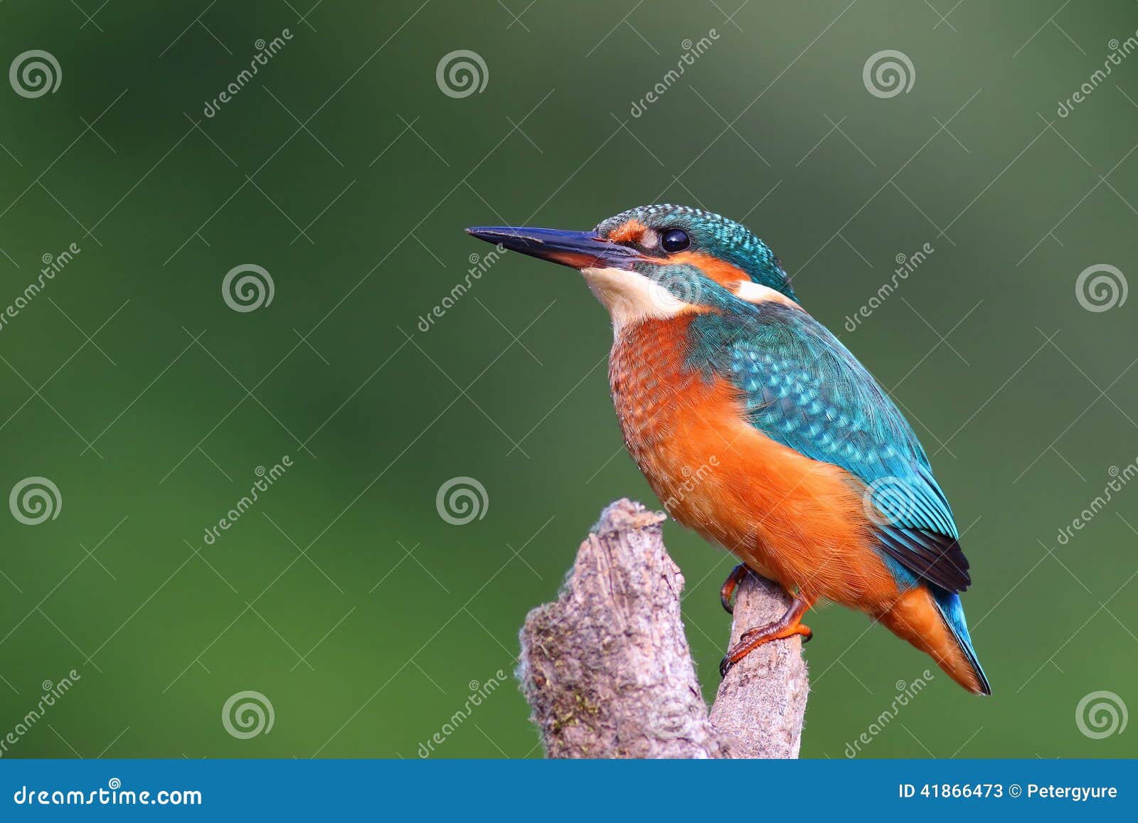 Common Kingfisher (Alcedo Attis) Male Preening Stock Image ...