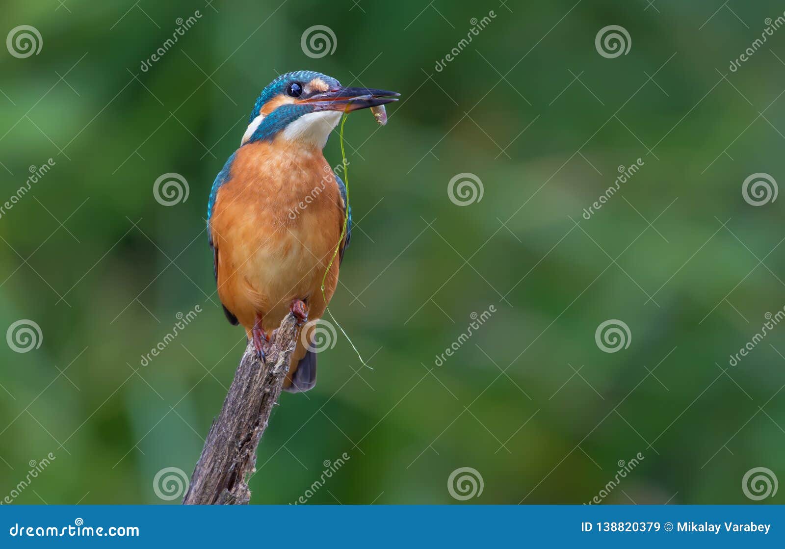 Common Kingfisher Sits with a Small Catch in His Beak Stock Image ...