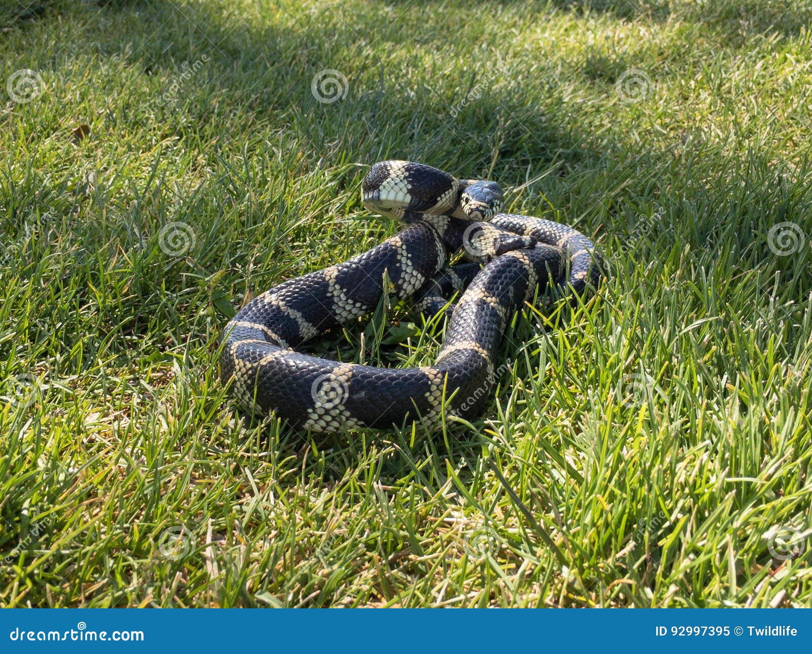 Common Kingsnake stock image. Image of reptile, nature - 92997395