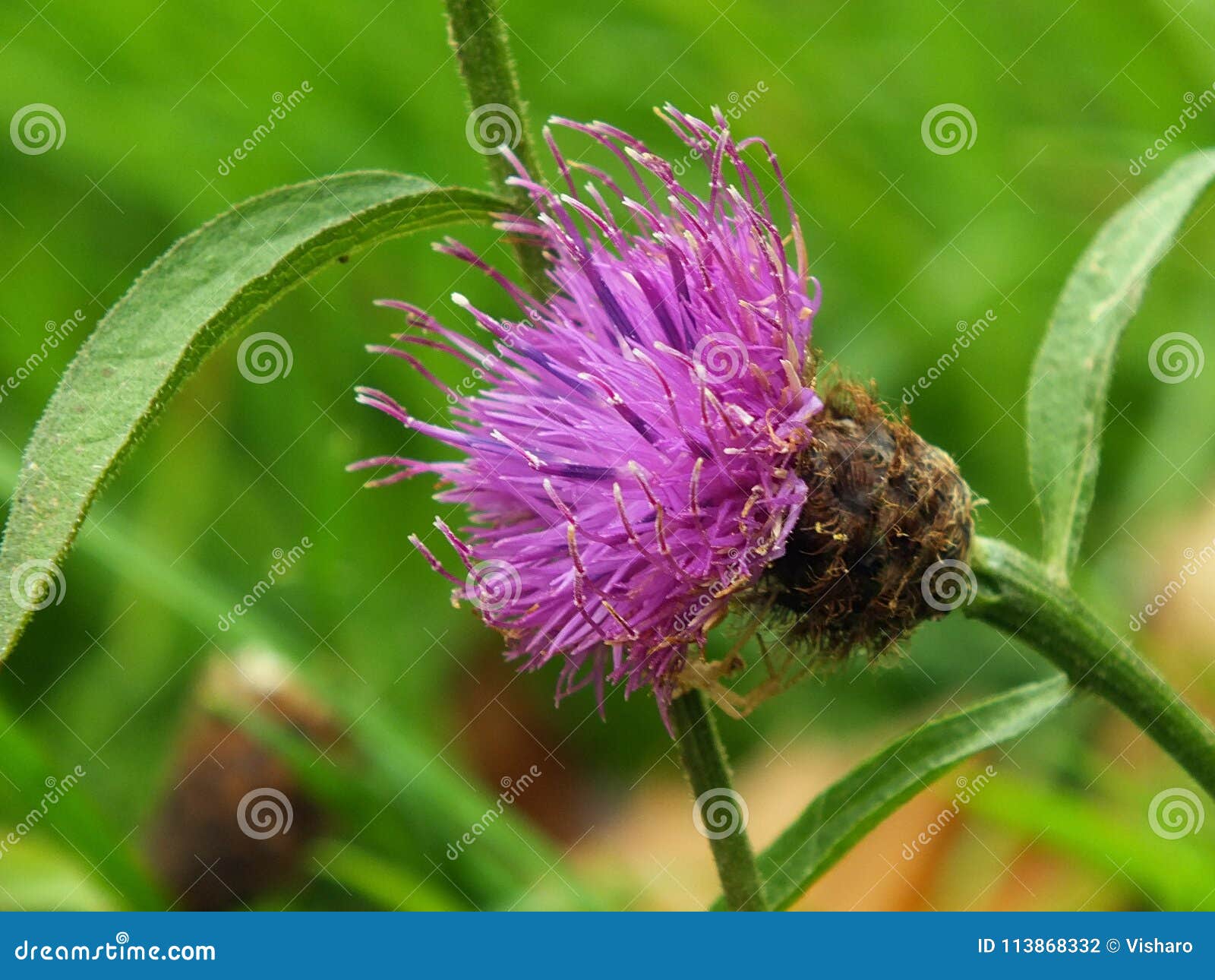 Common Knapweed stock photo. Image of britain, knapweed - 113868332
