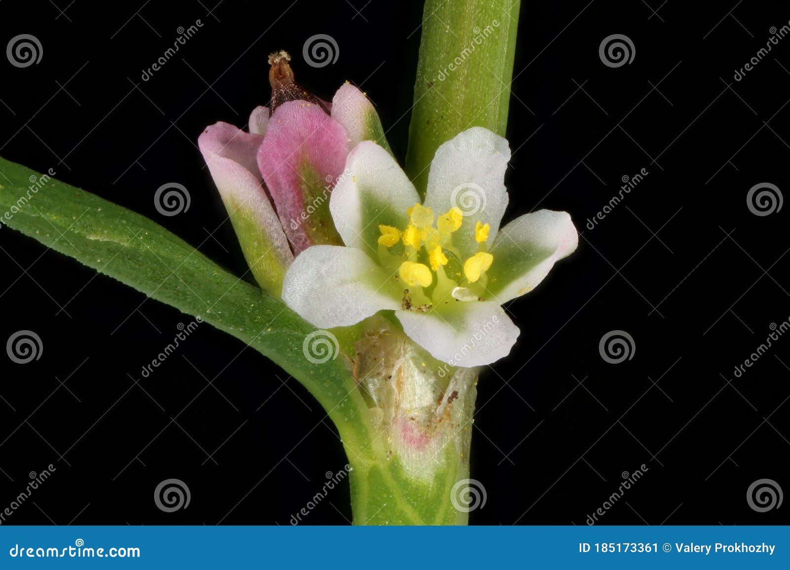 Common Knotgrass Polygonum Aviculare. Flowers Closeup Stock Image ...