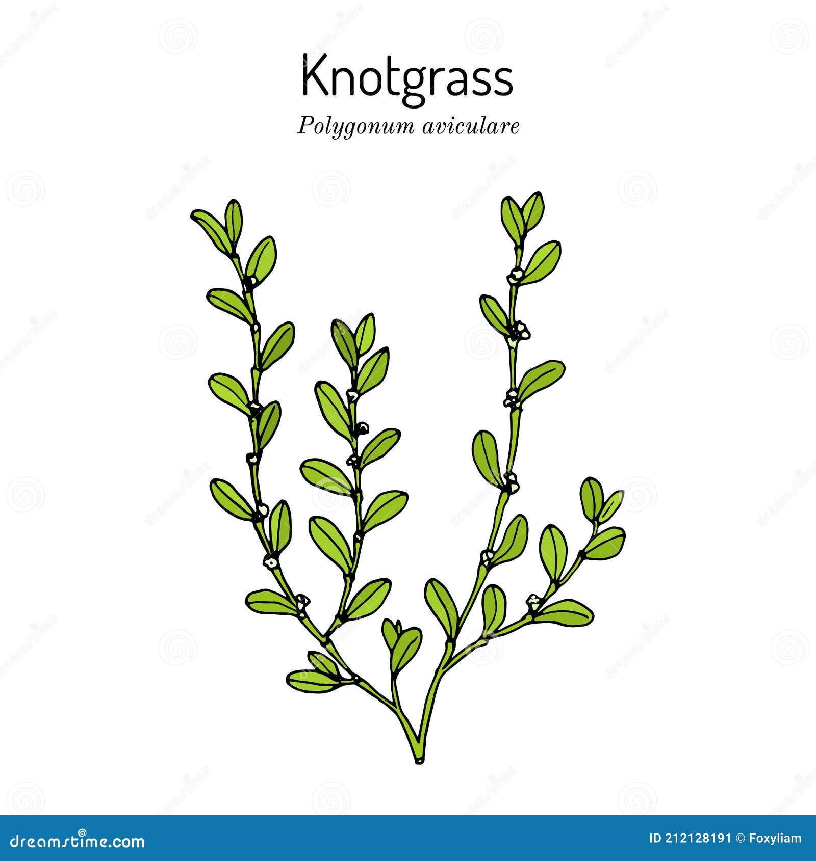 Common Knotgrass, Polygonum Aviculare , Medicinal Plant Stock Vector ...