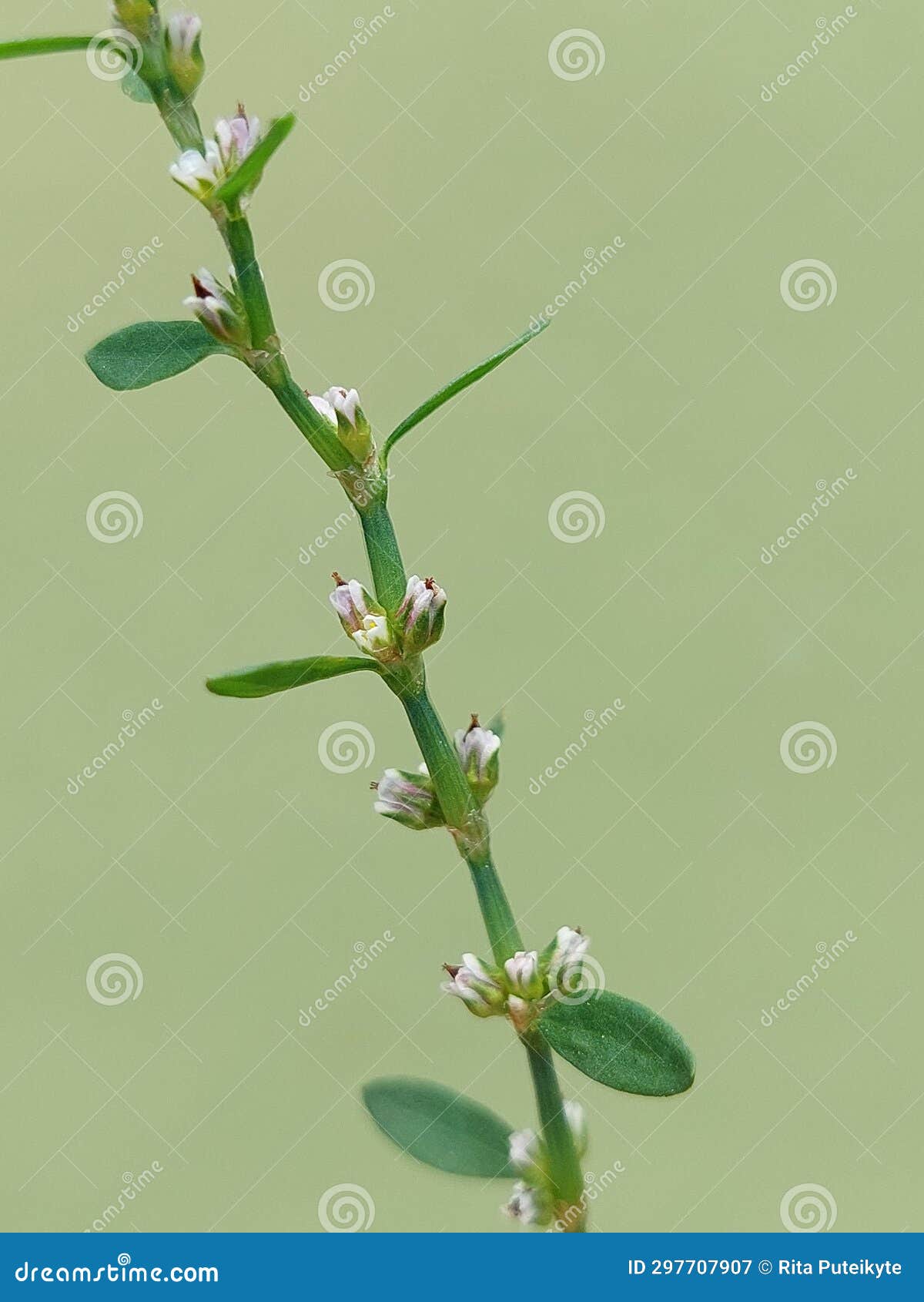 Common Knotgrass (Polygonum Aviculare) Stock Image - Image of medicinal ...