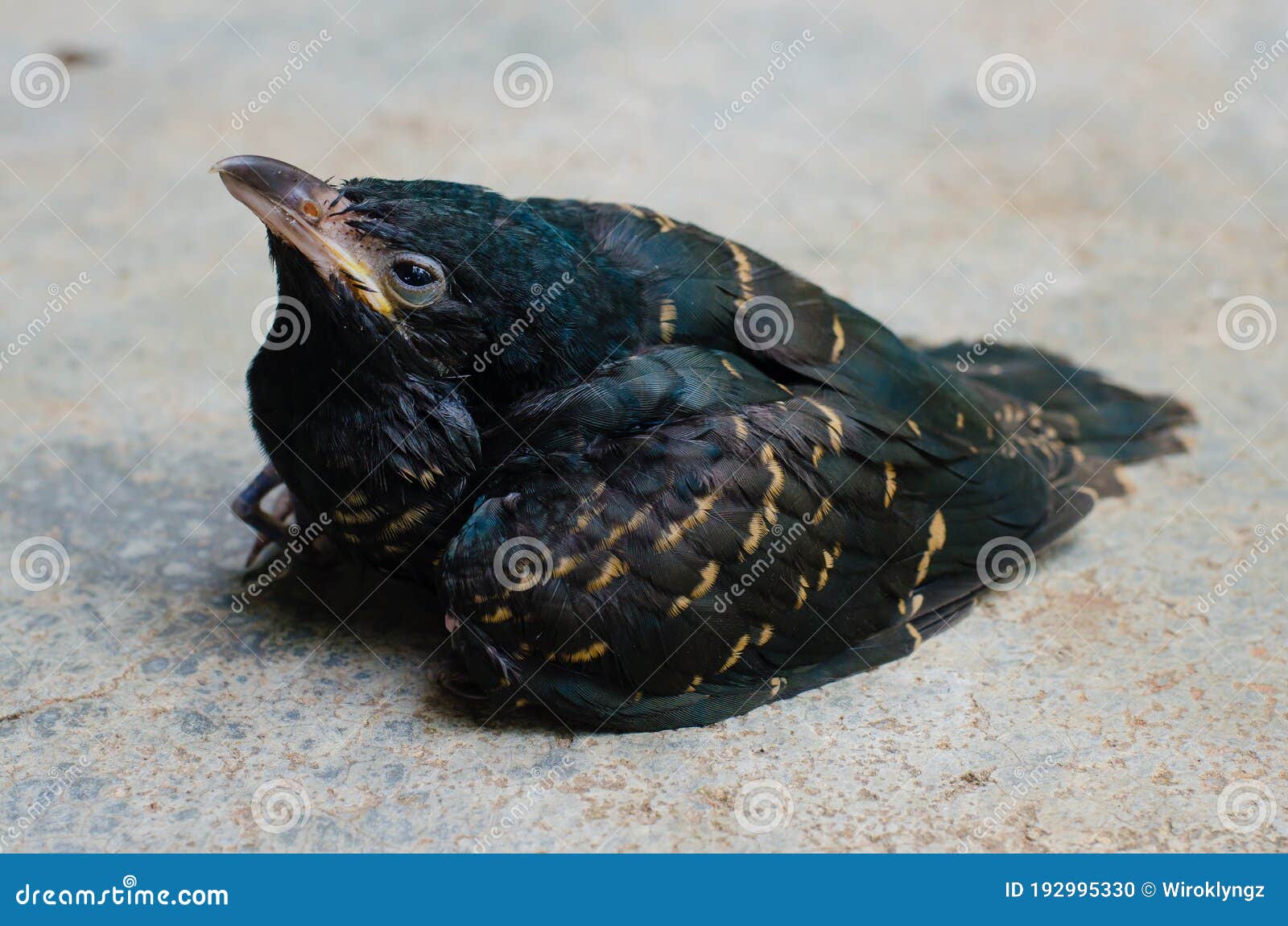 The Asian Koel Bird or Scientific Name is Eudynamys Scolopaceus. Stock ...