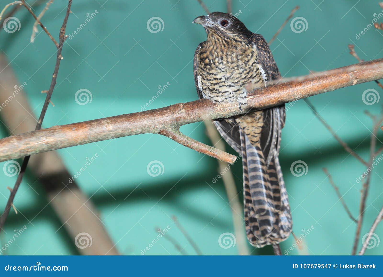 Common koel stock image. Image of koel, nature, bird - 107679547
