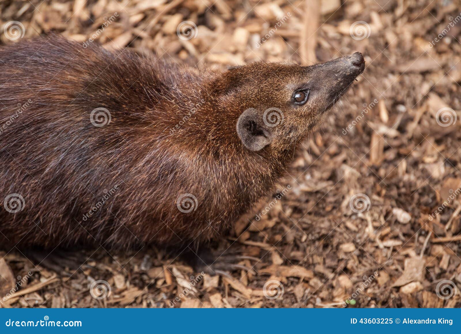 Common Kusimanse, Crossarchus Obscurus, Is A Very Agile Beast, Resting ...