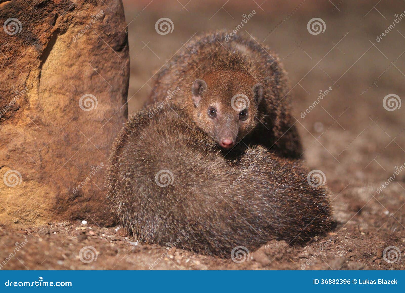 Common Kusimanse Crossarchus Obscurus Royalty-Free Stock Photo ...