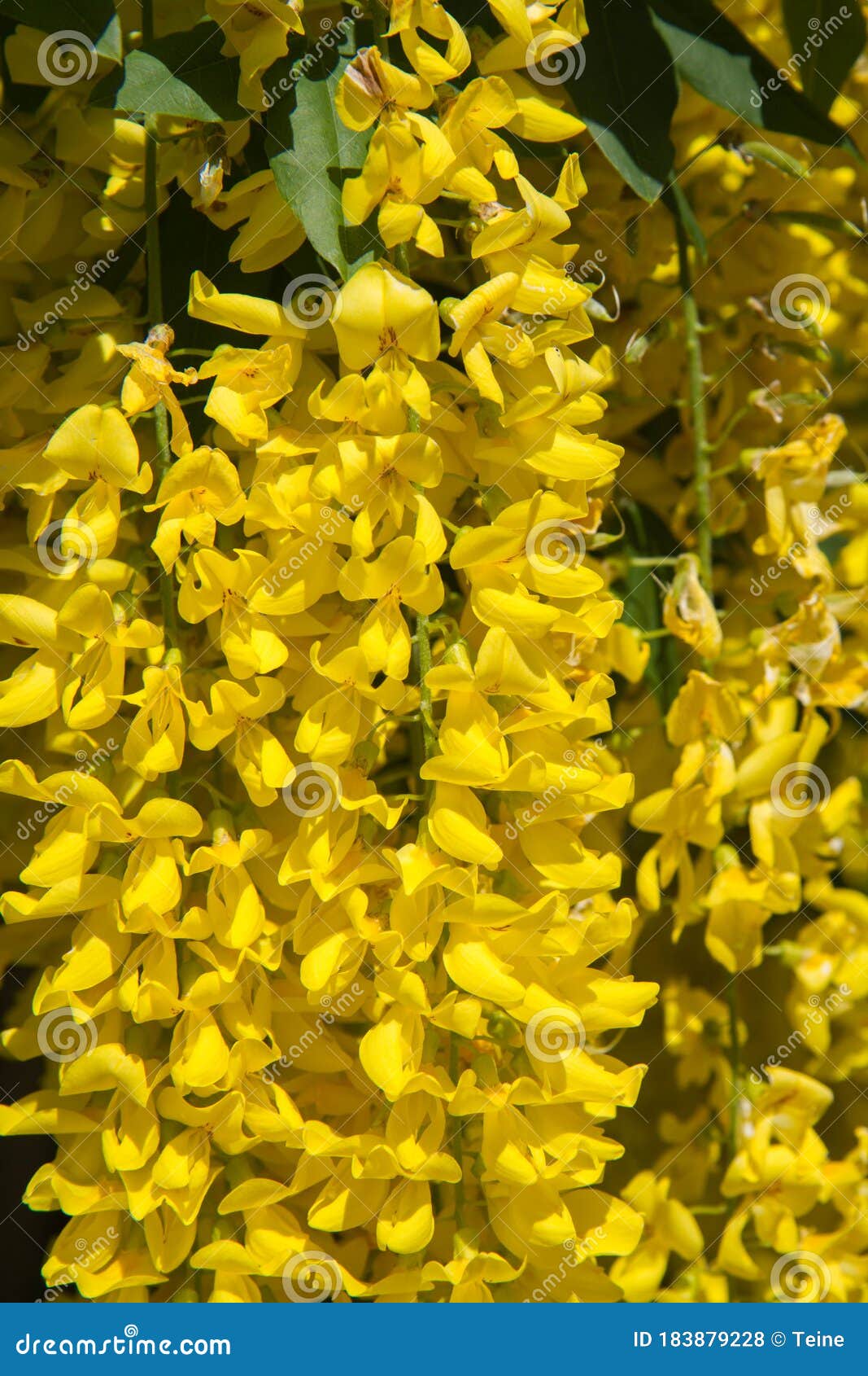 The Common laburnum stock photo. Image of closeup, nature - 183879228
